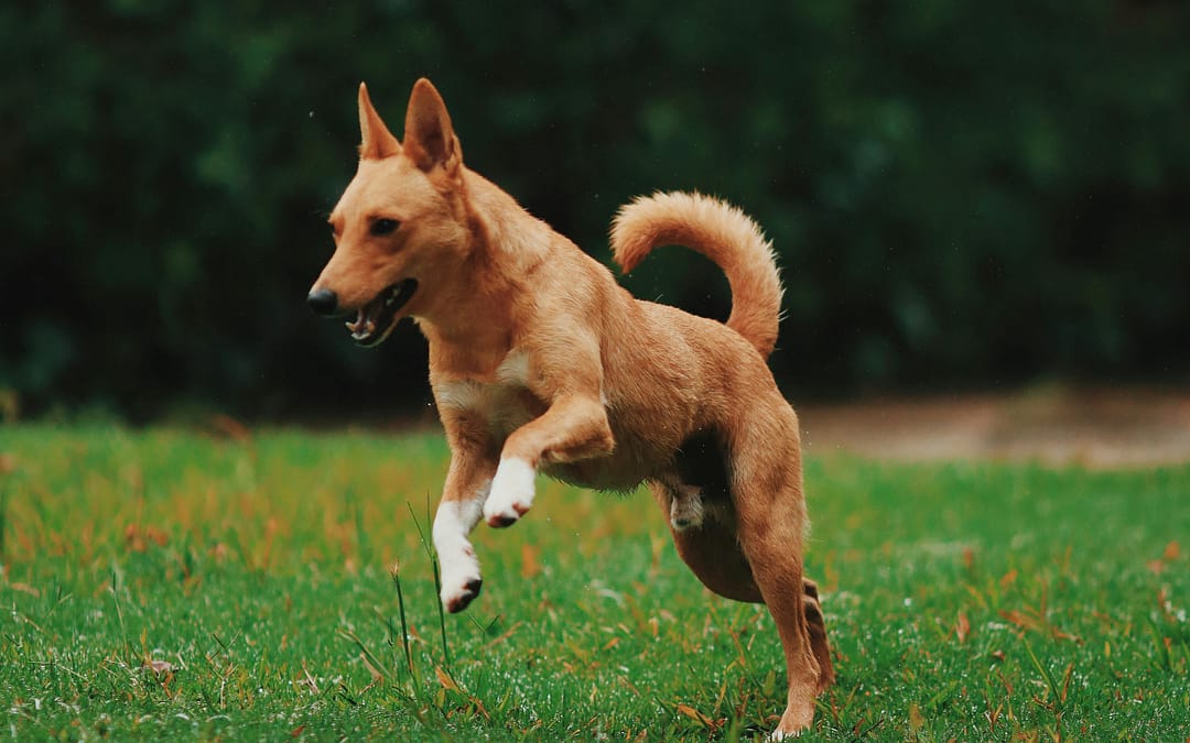9 Best Dog-Friendly Places to Explore in Boone | Dogwood Critter Care